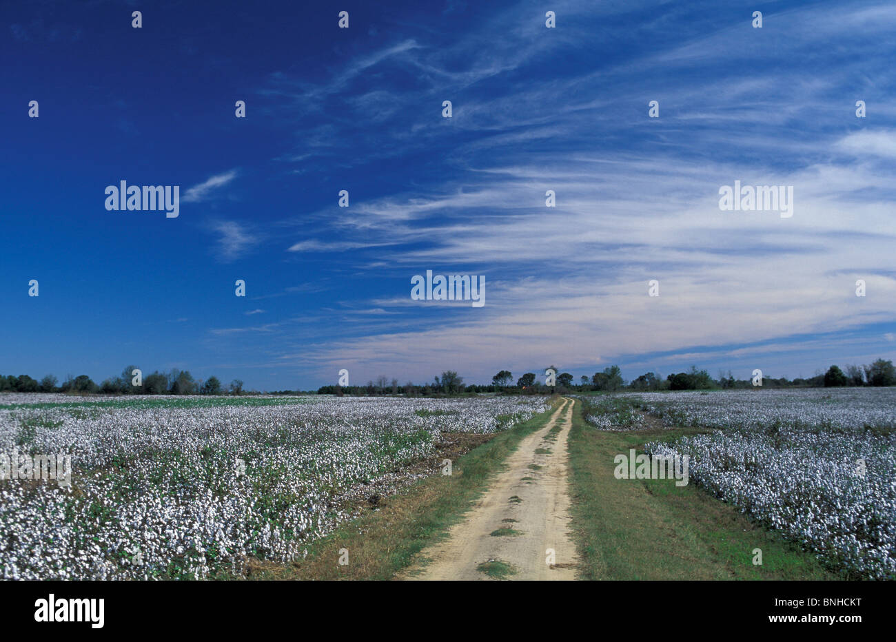 Usa Springfield Georgia Cotton Field Agriculture Farming Fields Plants ...