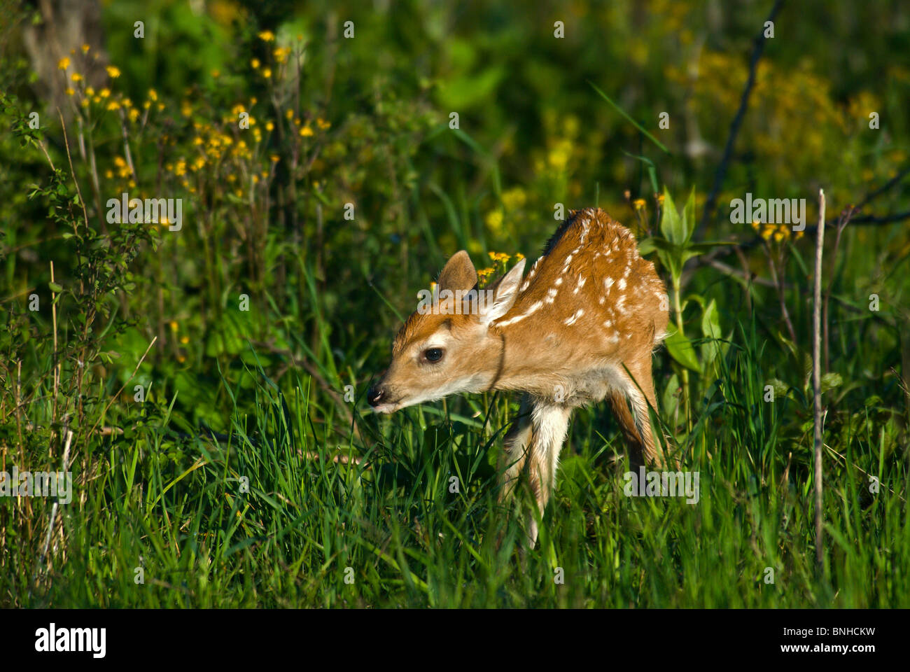 White-tailed deer Odocoileus virginianus Shenandoah national park ...