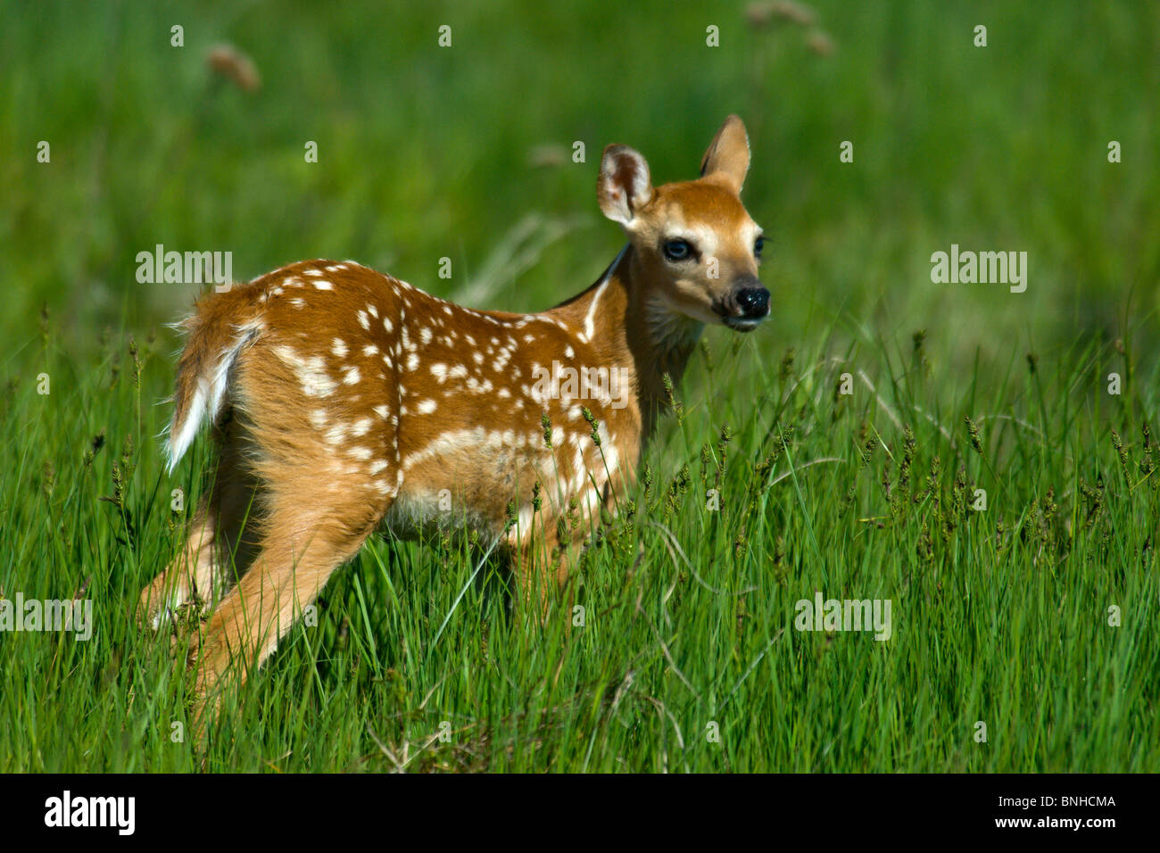 White-tailed deer Odocoileus virginianus Shenandoah national park ...