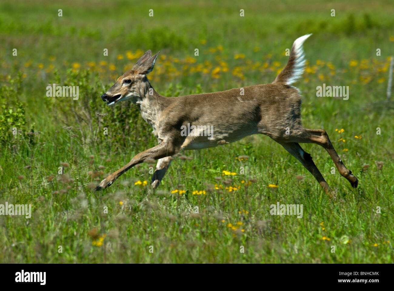 White-tailed deer Odocoileus virginianus Shenandoah national park ...