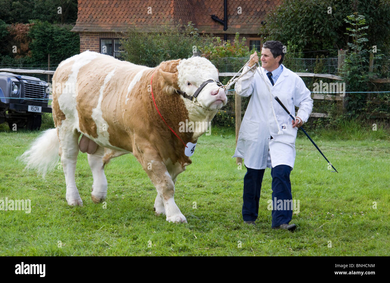 Simmental bull hi-res stock photography and images - Alamy