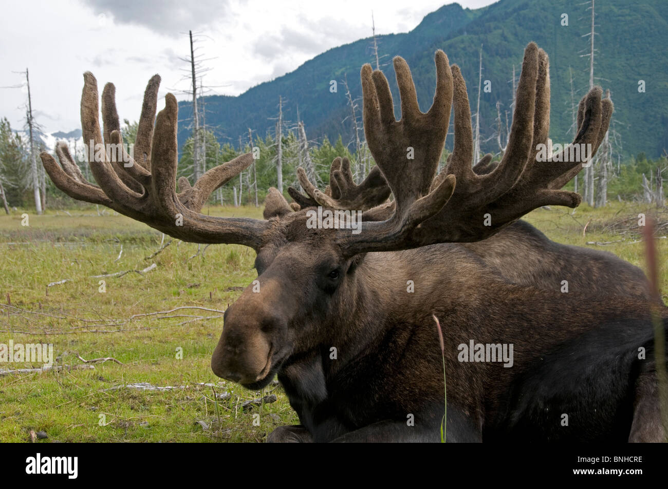 Moose Alces alces USA North America Alaska wildlife wild animal male ...