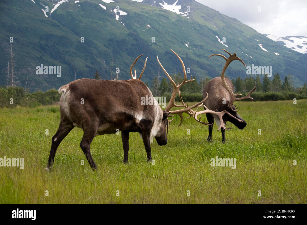 Barren-ground Caribou Rangifer tarandus groenlandicus USA North America ...