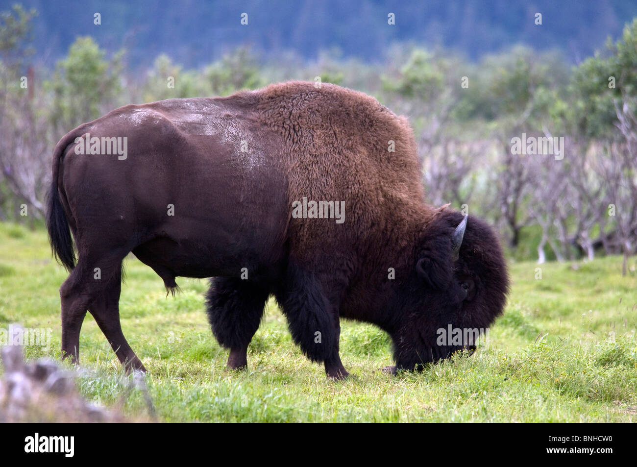 Wood Bison Bison bison athabascae USA North America Alaska Alaska ...