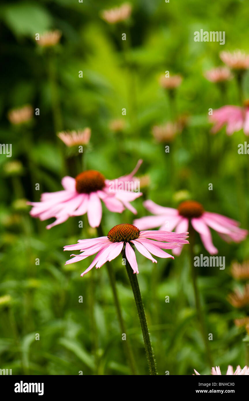 Tennessee coneflower echinacea tennesseensis hi-res stock photography ...