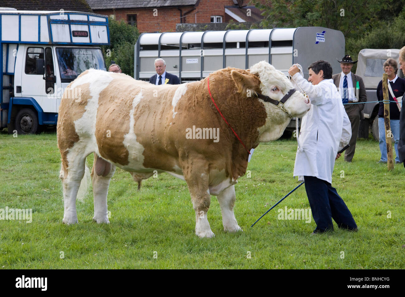 Simmental bull hi-res stock photography and images - Alamy