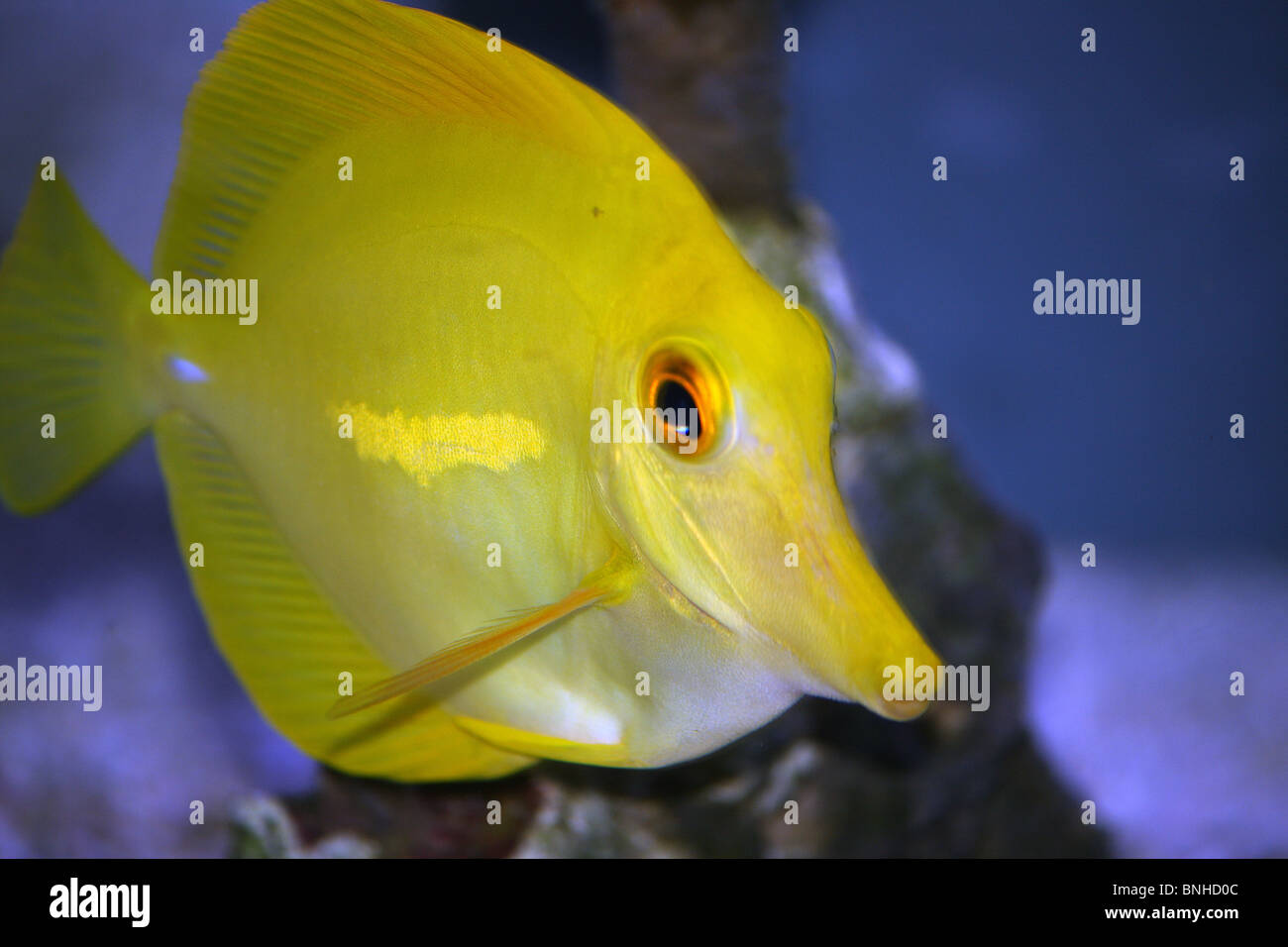 A yellow tang in a marine sea aquarium tank Stock Photo - Alamy