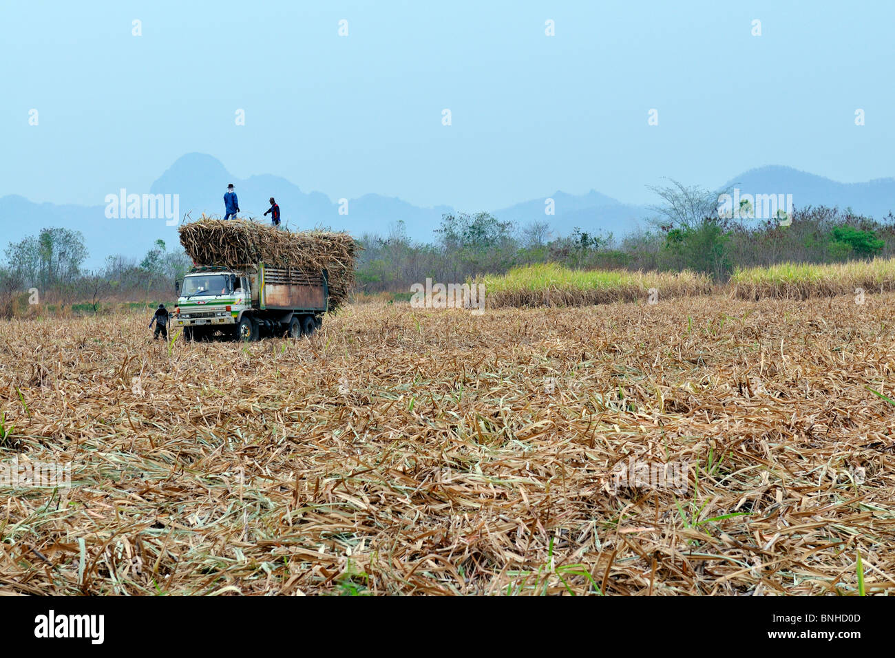 Farmers harvesting sugar cane in Kanchanaburi province, Thailand Stock ...