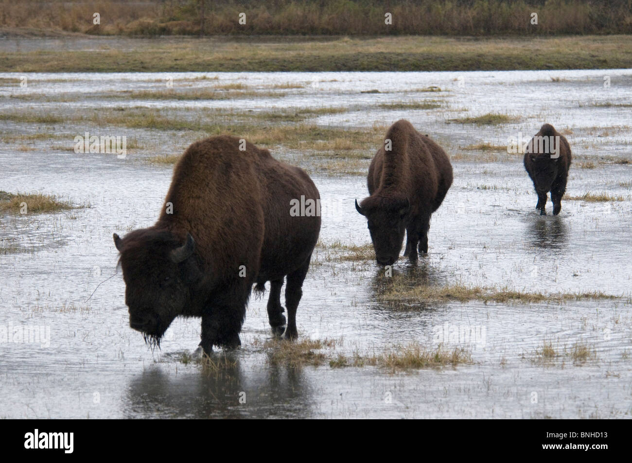 Plains bison Bison bison bison USA North America Alaska Alaska wildlife ...