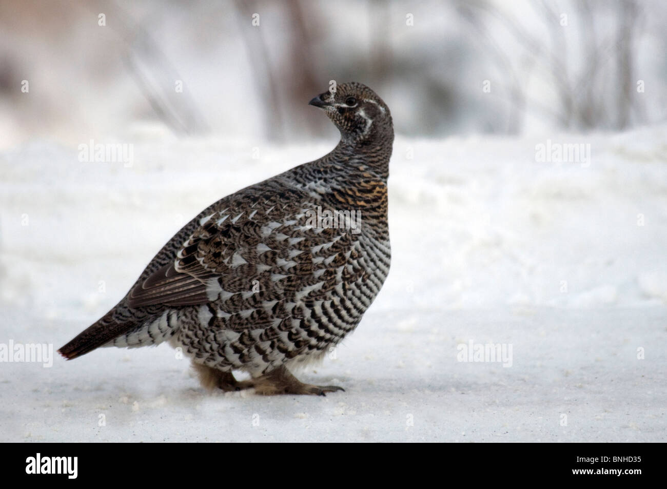 Spruce grouse Falcipennis canadensis Dendragapus canadensis Tetlin ...