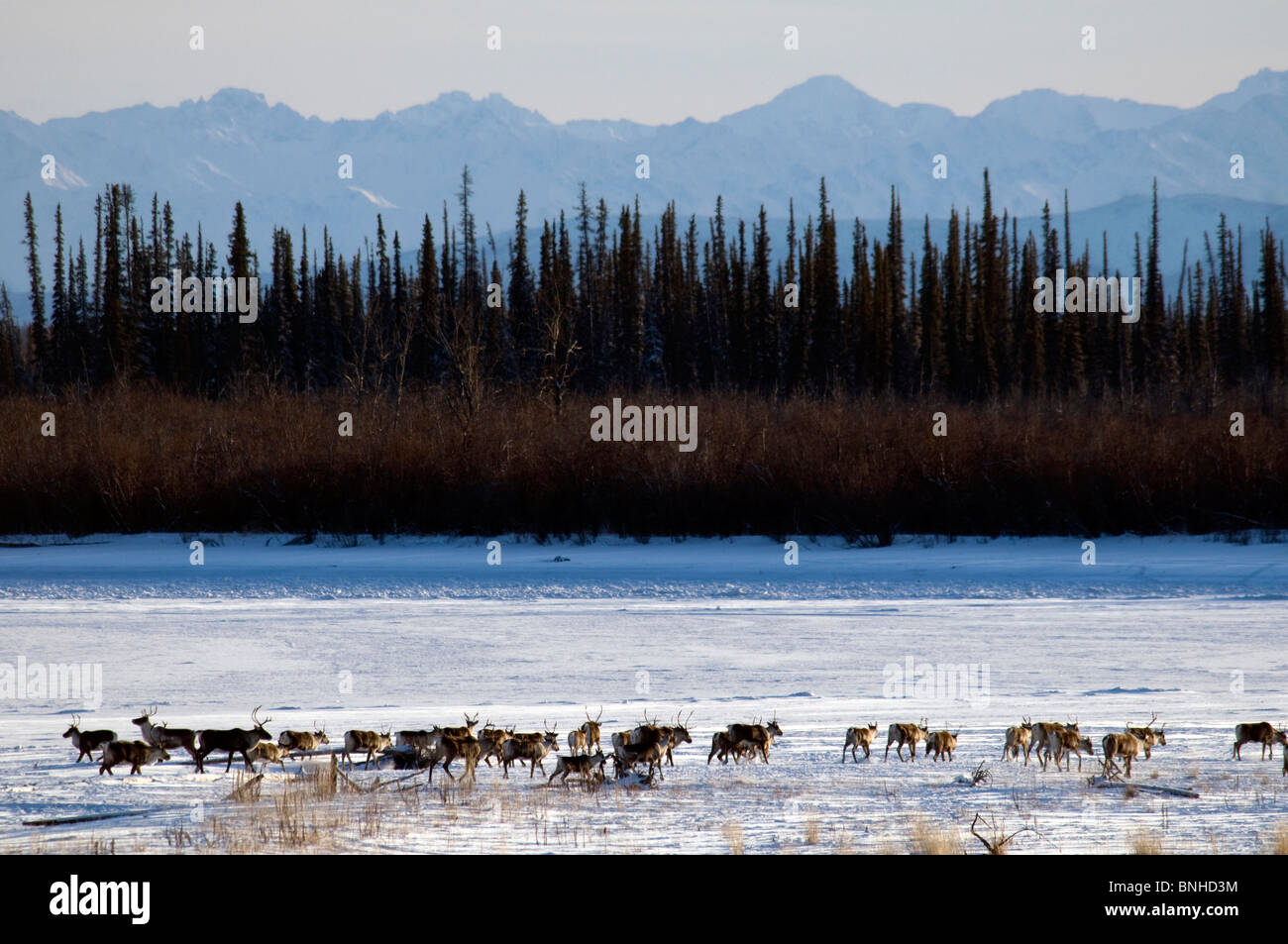 Barren ground caribou hi-res stock photography and images - Alamy