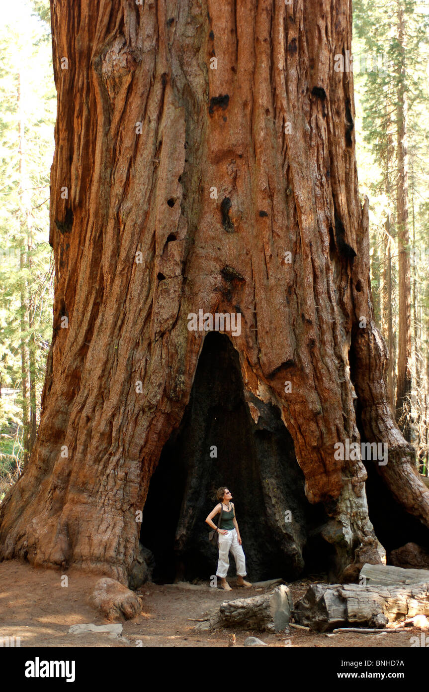 Usa California Redwood Tree Mariposa Grove Yosemite National Park Stock ... Usa California Redwood Tree Mariposa Grove Yosemite National Park Stock ...