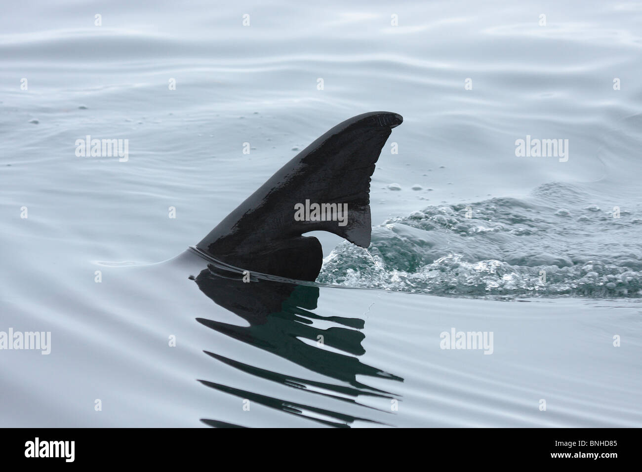 Shark fins surface hi-res stock photography and images - Alamy