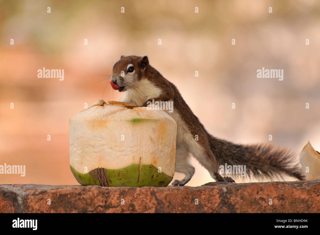 Squirrel licking his lips when eating from a fresh coconut Stock Photo ...