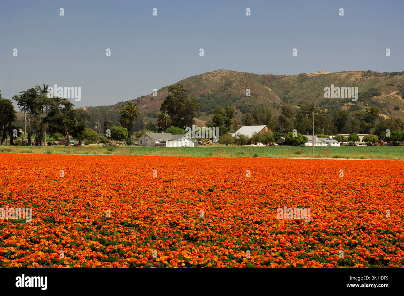 Usa Lompoc California Flower Fields Near Lompoc Flowers Flowering Hills ...