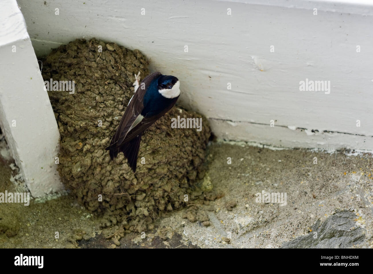 Nesting martins hi-res stock photography and images - Alamy