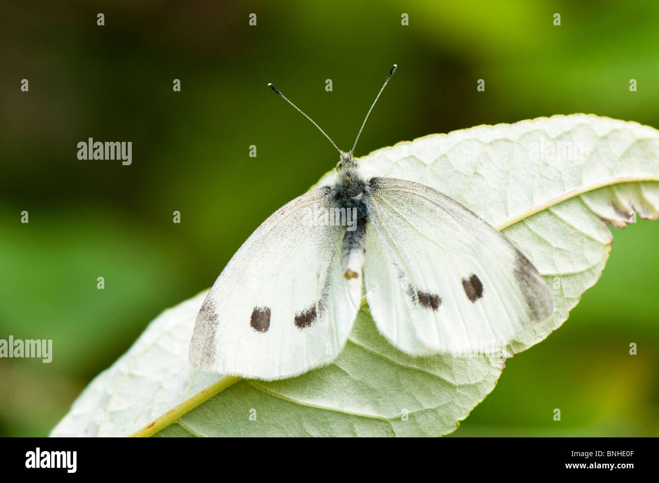 Small White butterfly, Pieris rapae, on a Buddleja davidii leaf Stock ...