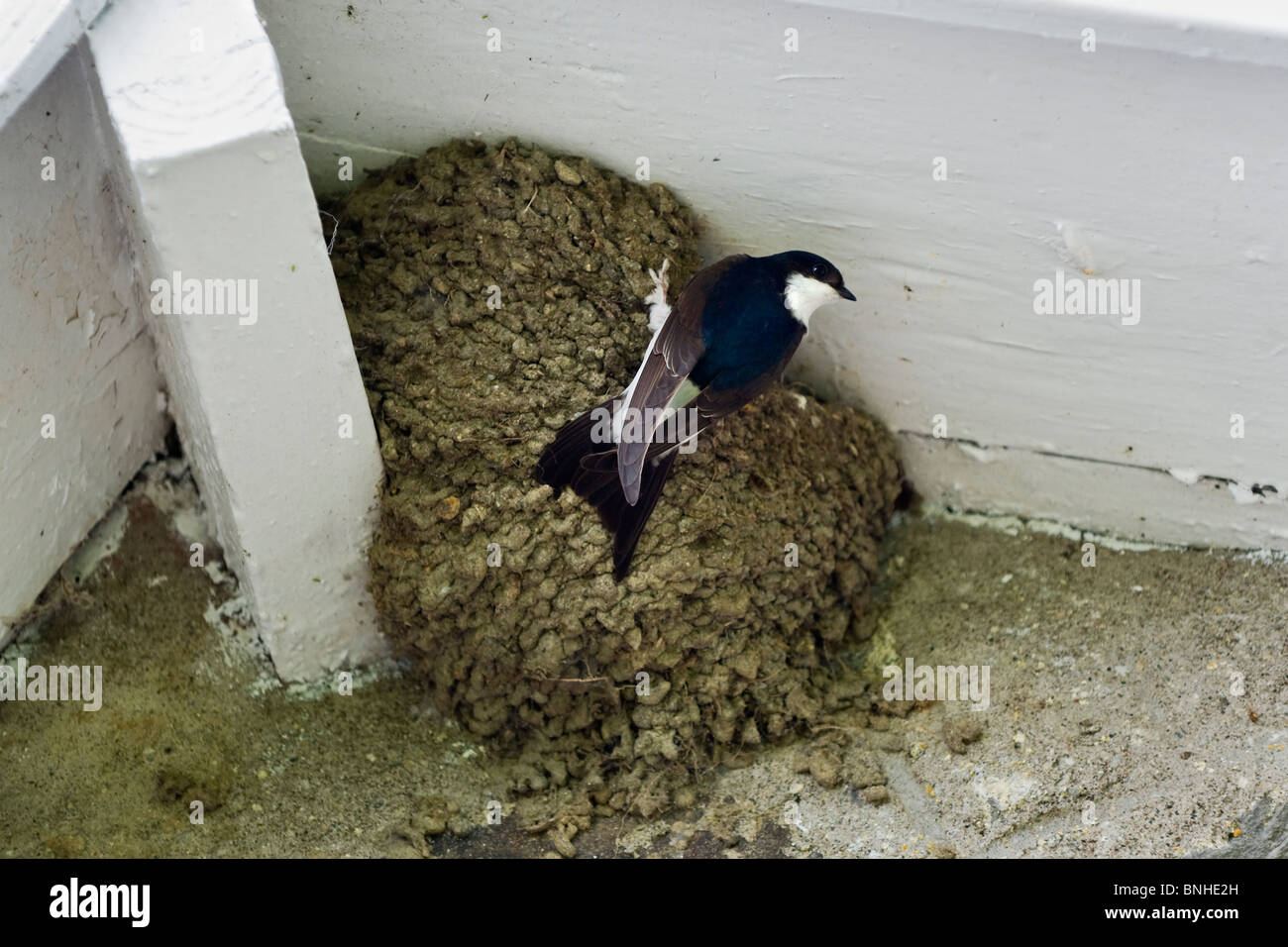 Nesting house martin hi-res stock photography and images - Alamy