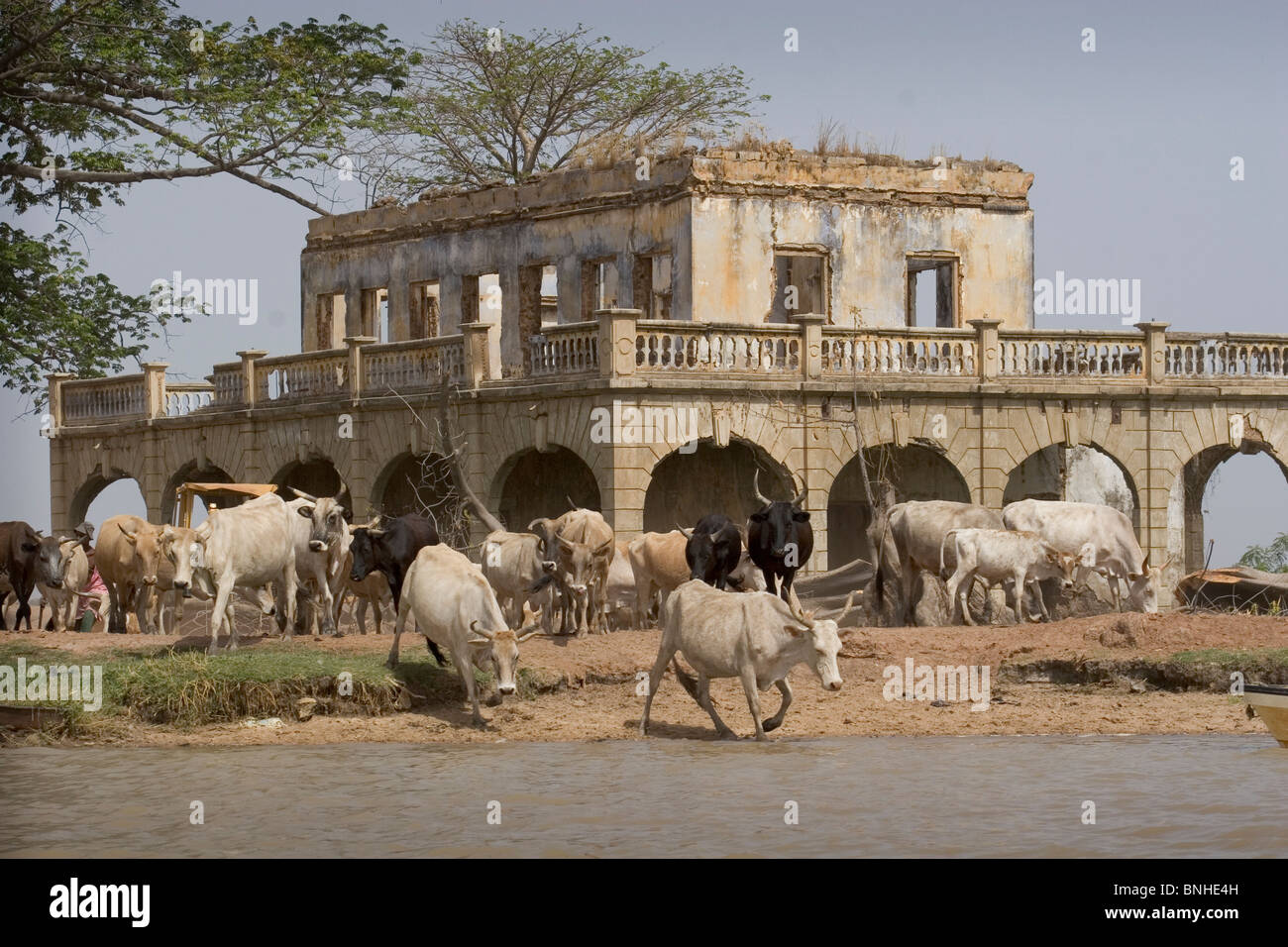 Herd of cows (Bos indicus) walking towards The River Gambia with a ...