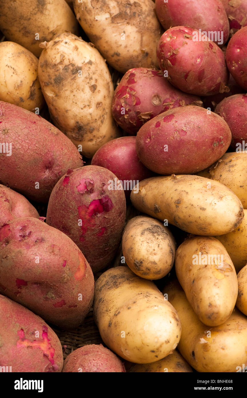 Freshly harvested first early potatoes on display: 'Arran Pilot ...