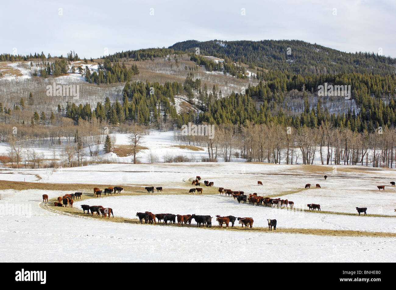 Canada Beaver Mines Alberta Cows Winter Landscape Agriculture Livestock ...