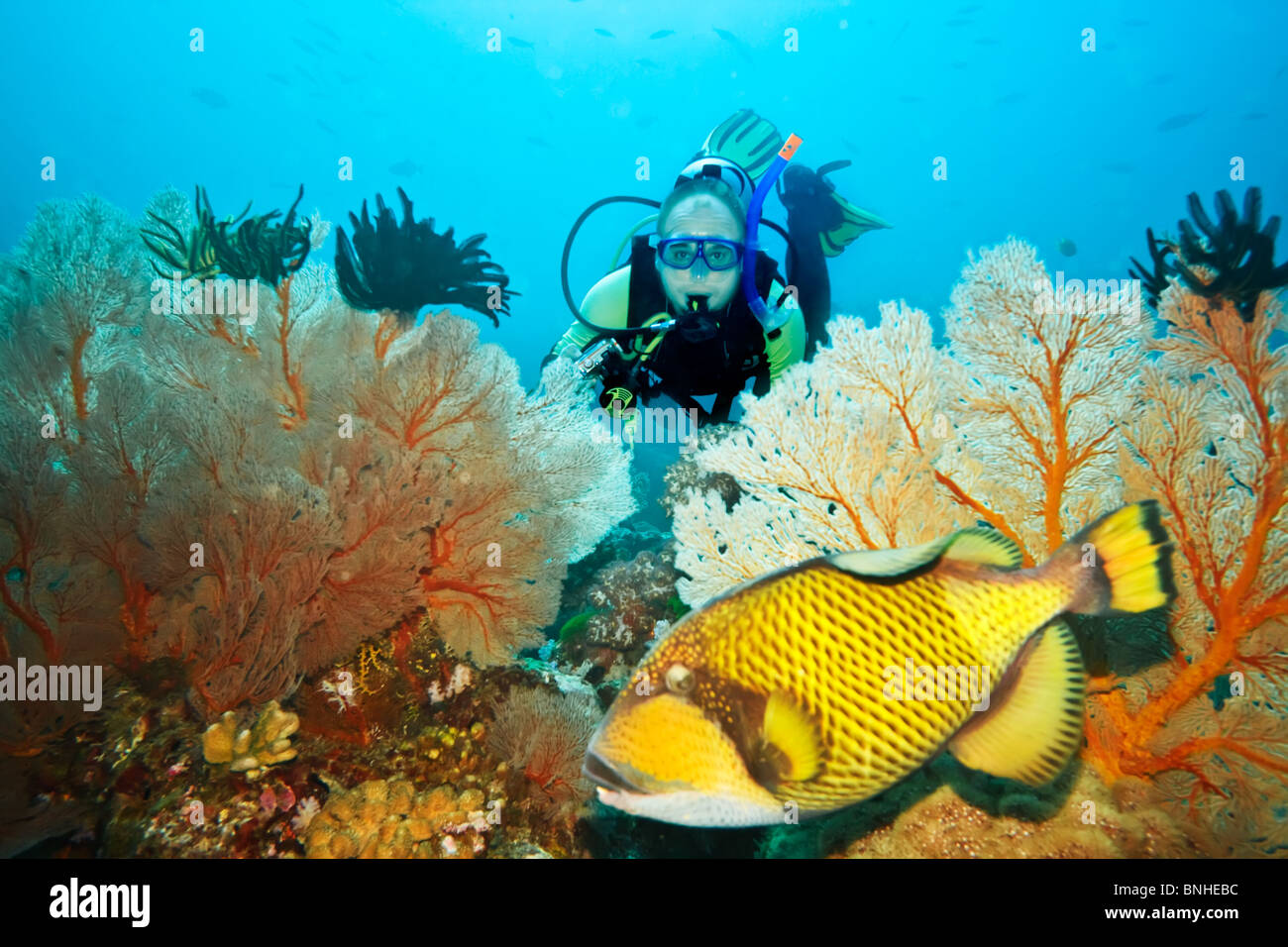 Underwater landscape triggerfish diver gorgonian hi-res stock ...