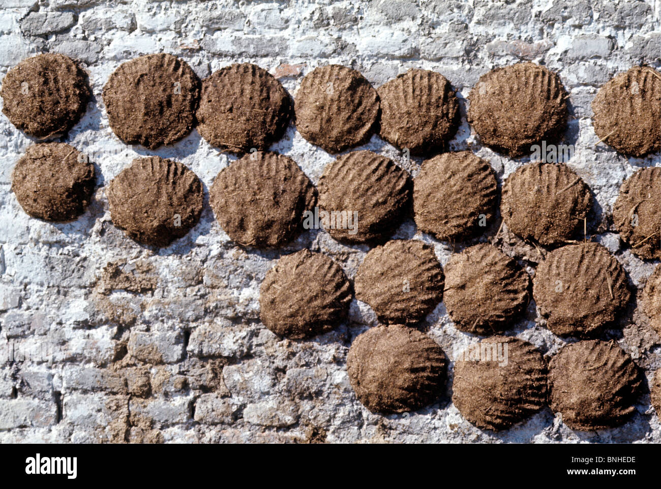 Cow pats dry on a wall in Pakistan for use as fuel Stock Photo - Alamy