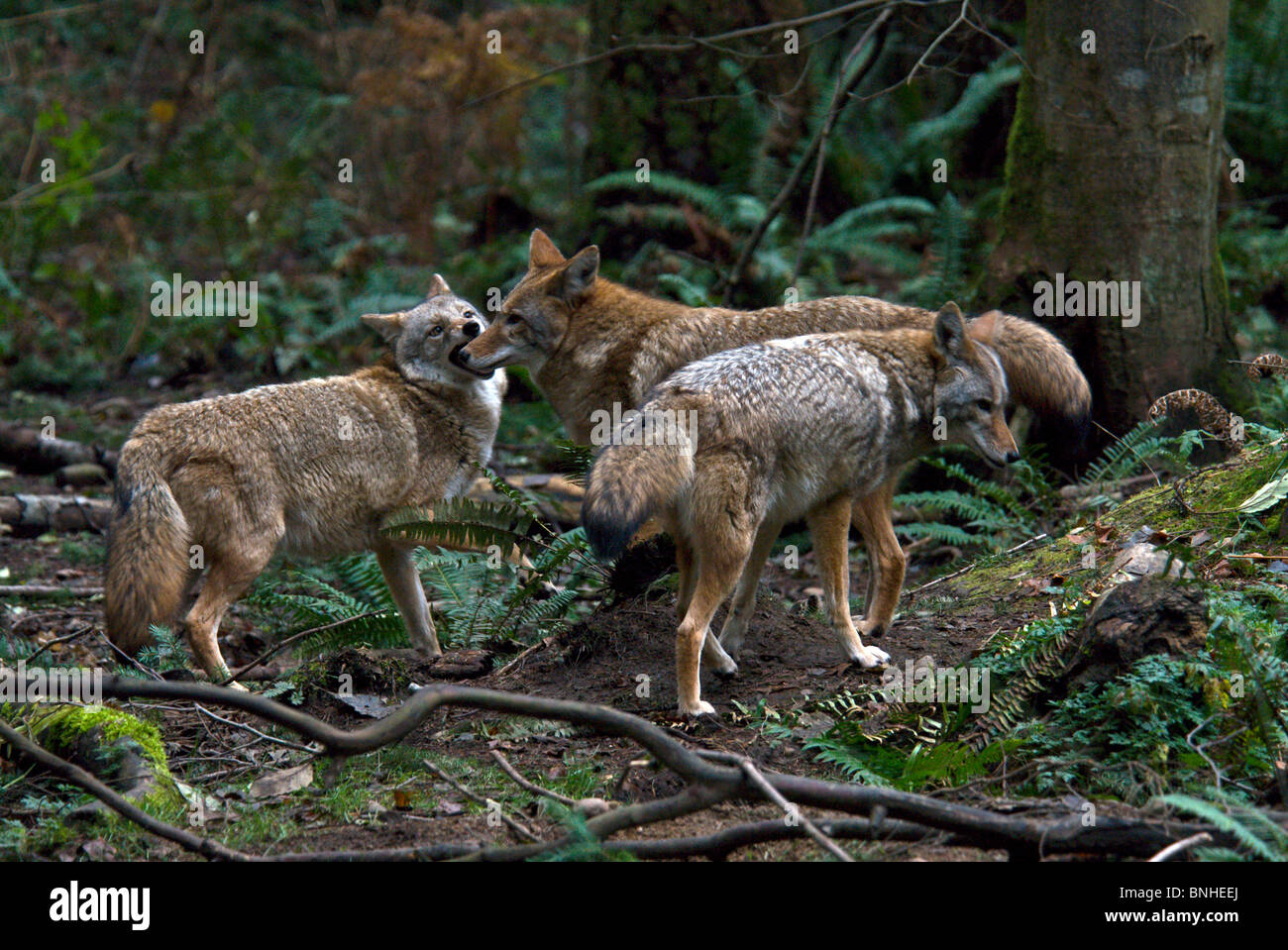 Coyote Pack High Resolution Stock Photography and Images - Alamy