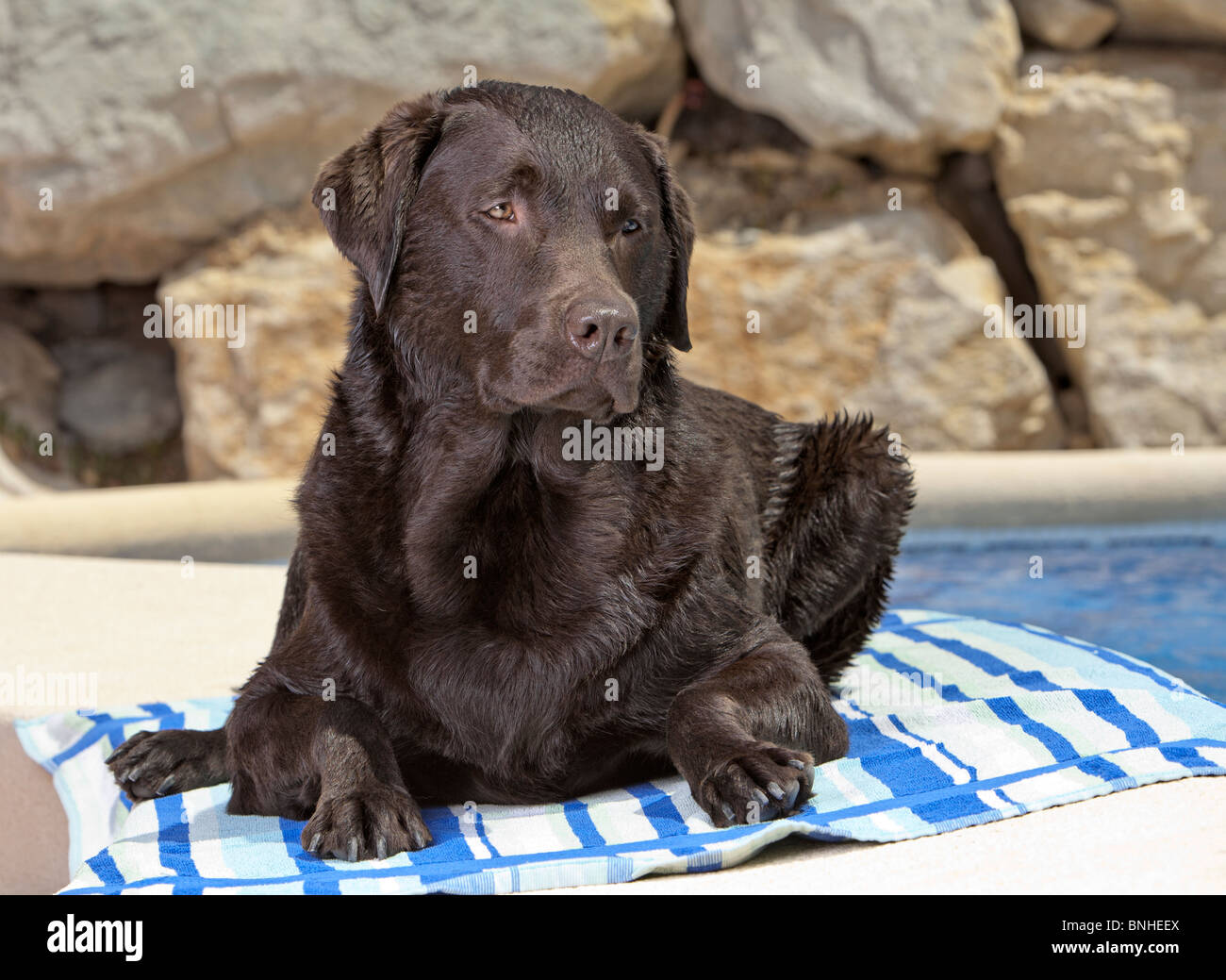 Chocolate Labrador Relaxing on Towel by Pool Stock Photo - Alamy