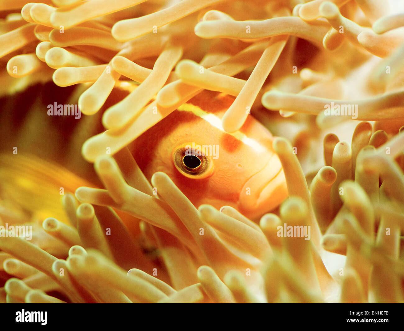 Malaysia maldives hi-res stock photography and images - Alamy