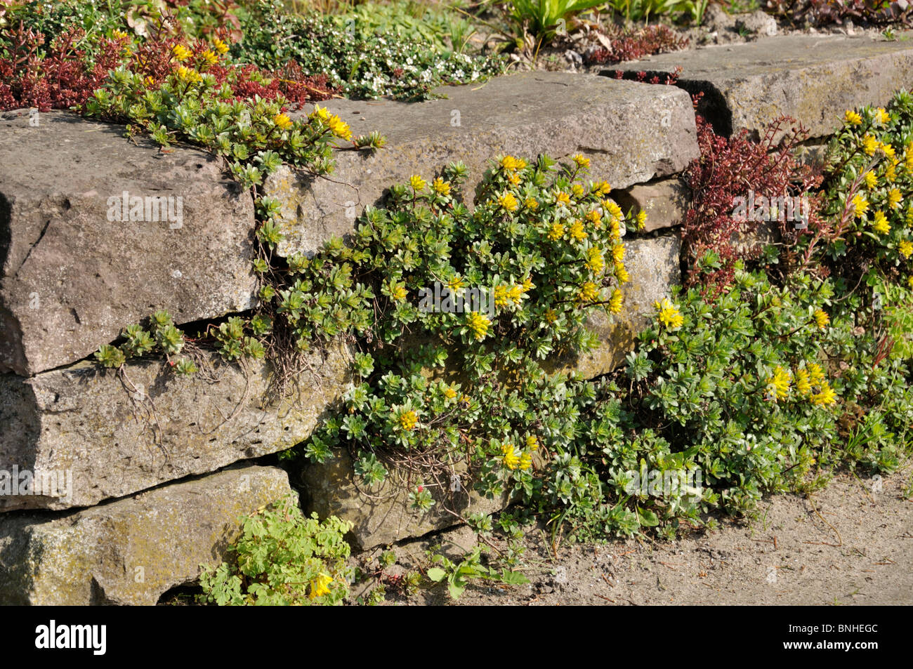 Stonecrop (Sedum) on a dry stone wall Stock Photo - Alamy