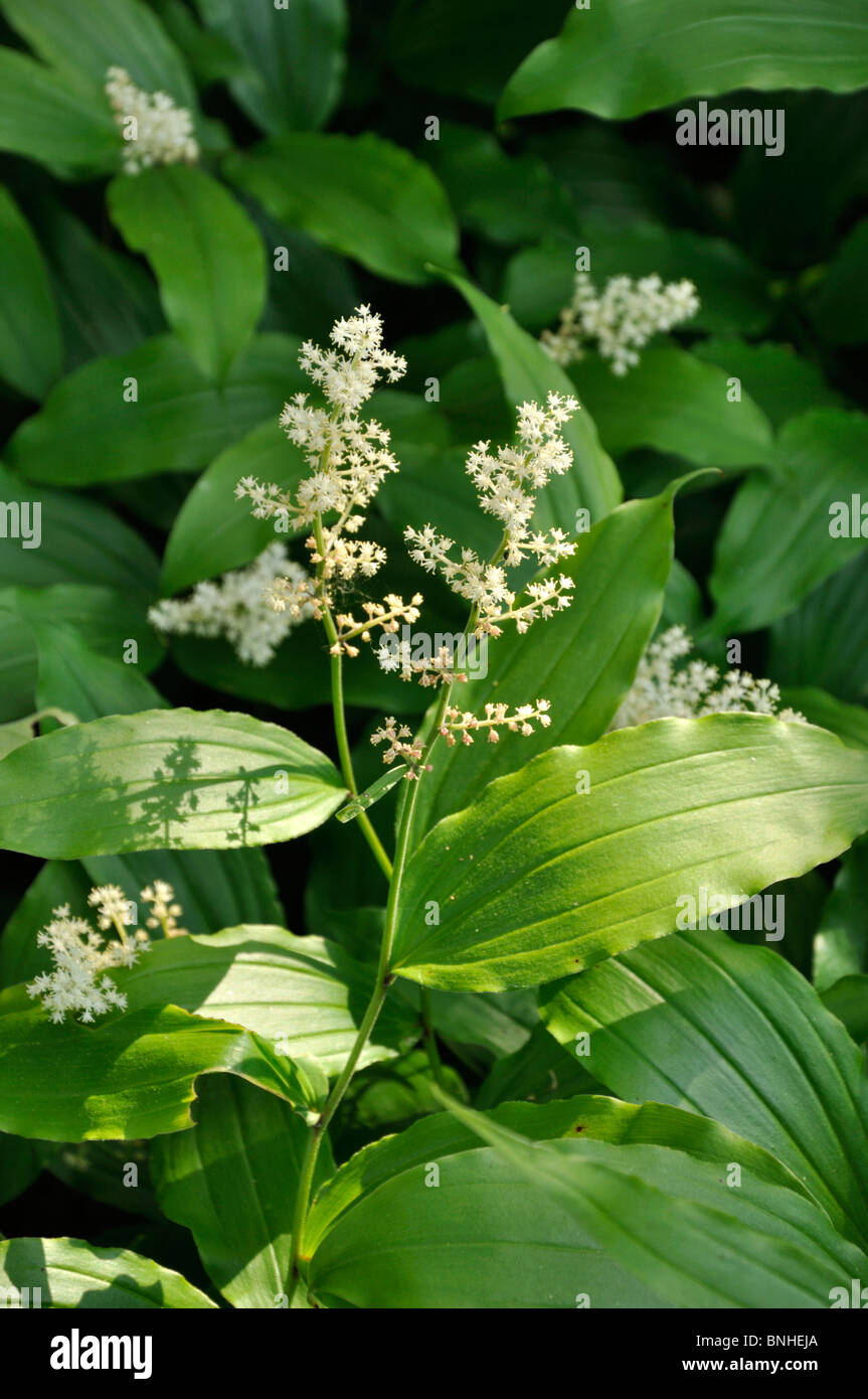 Smilacina racemosa hi-res stock photography and images - Alamy