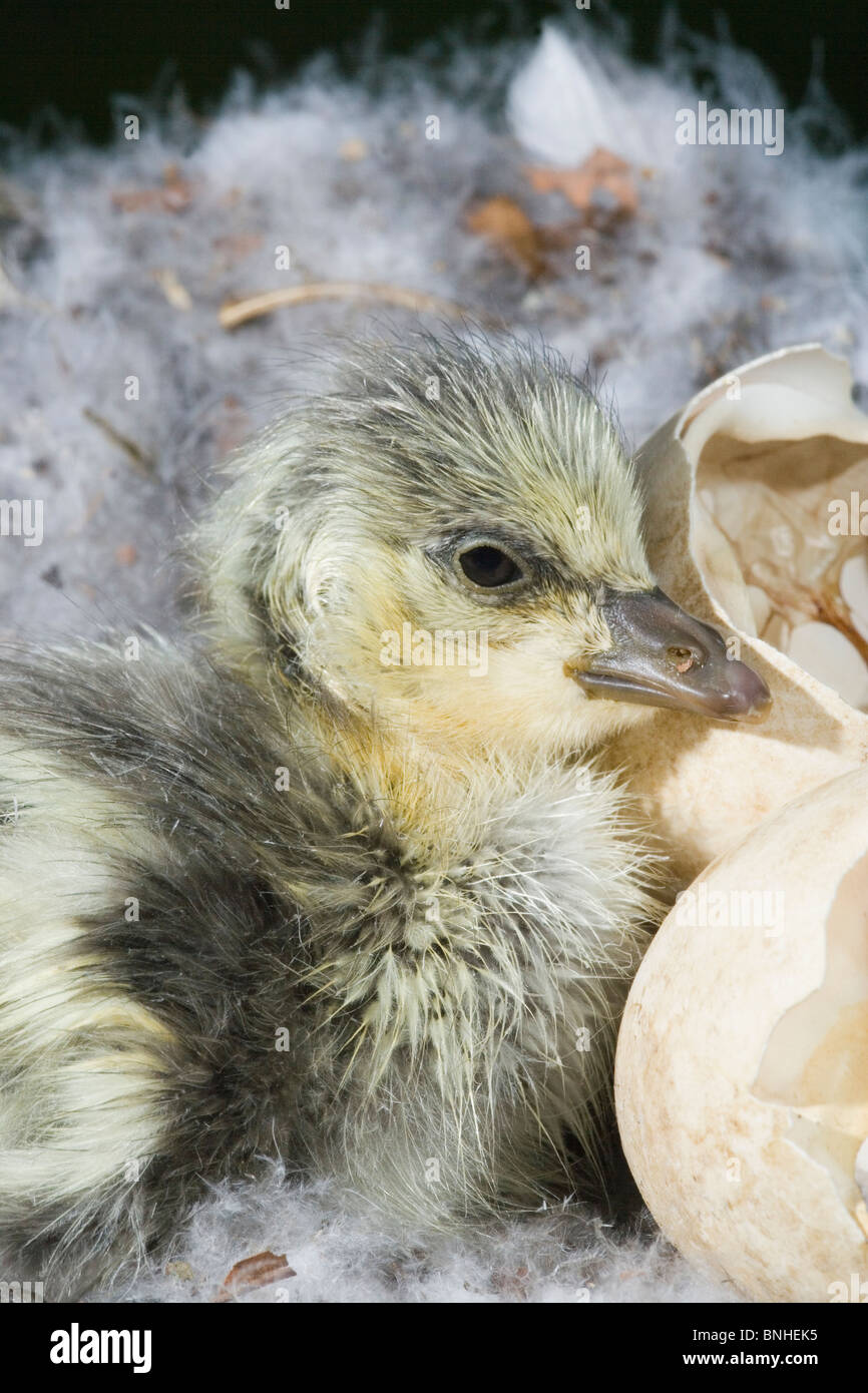 Bar-headed Goose (Anser indicus). Gosling, just hatched from an egg in ...