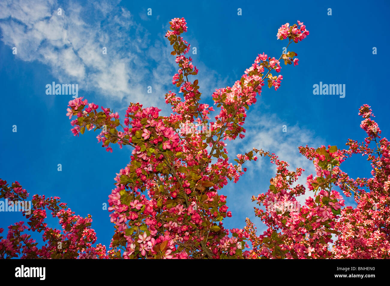 Apple blossoms on a blue sky background Stock Photo - Alamy