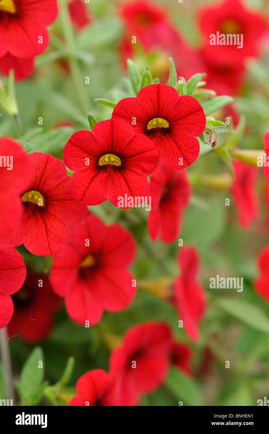 Calibrachoa Calita Deep Red Stock Photo - Alamy
