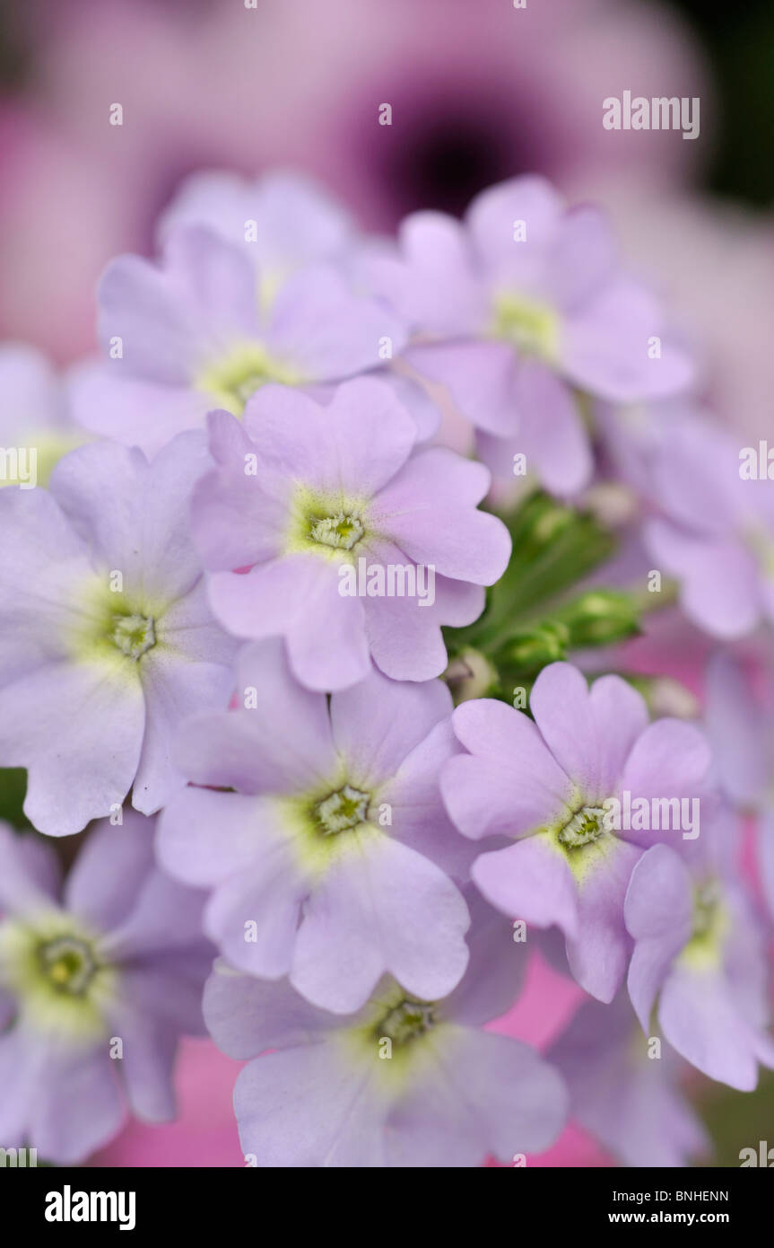 Peruvian vervain (Verbena peruviana 'Vectura Lavender' syn. Glandularia ...