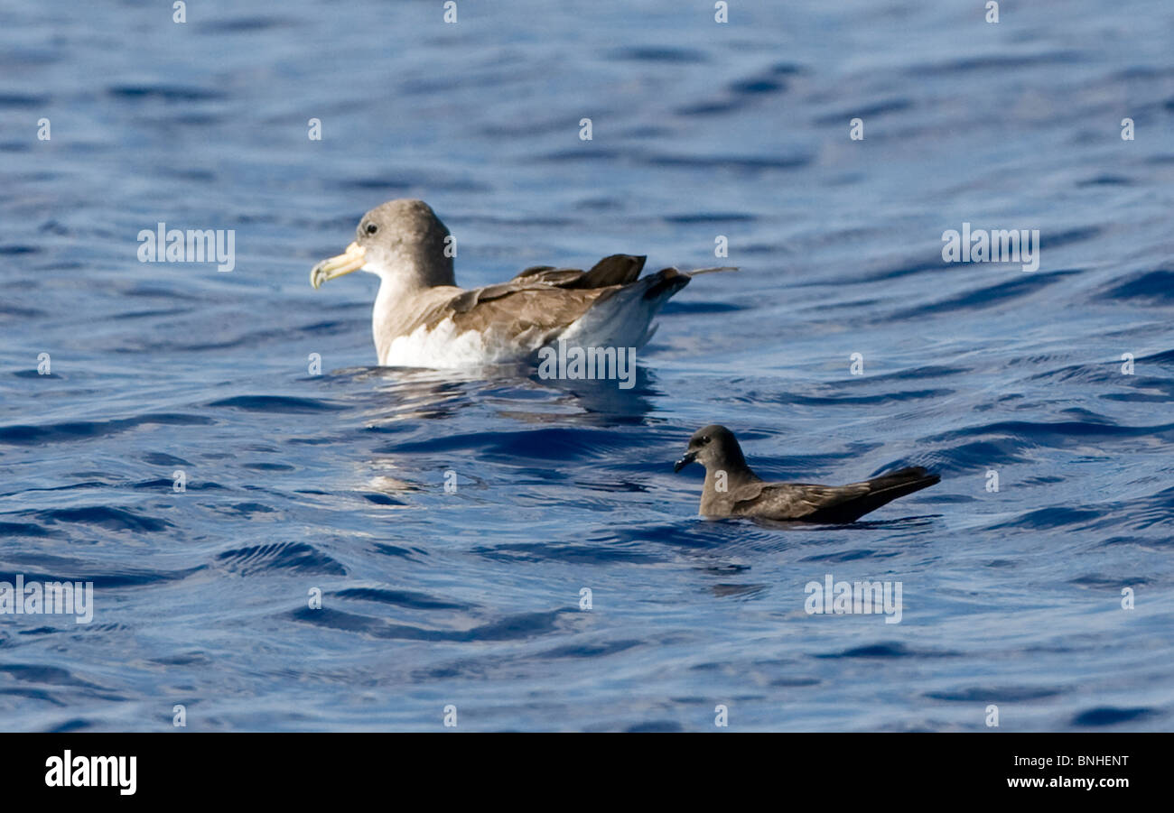 Buleria bulwerii hi-res stock photography and images - Alamy