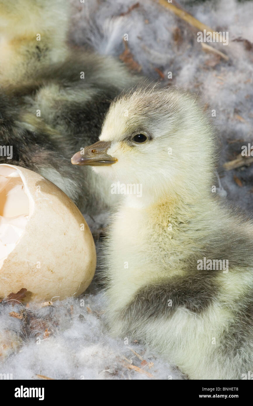 Bar-headed Goose (Anser indicus). Gosling, just hatched from an egg in ...