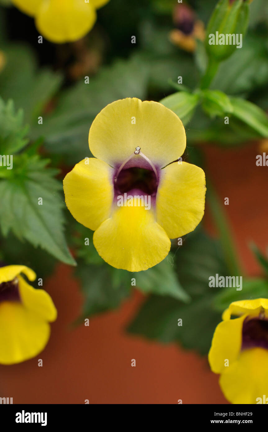 Wishbone flower (Torenia fournieri 'Yellow Moon' Stock Photo - Alamy