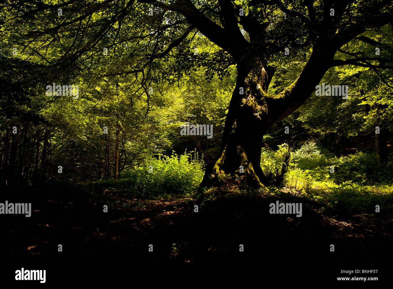 A tree illuminated by a patch of light in a shady forest Stock Photo ...