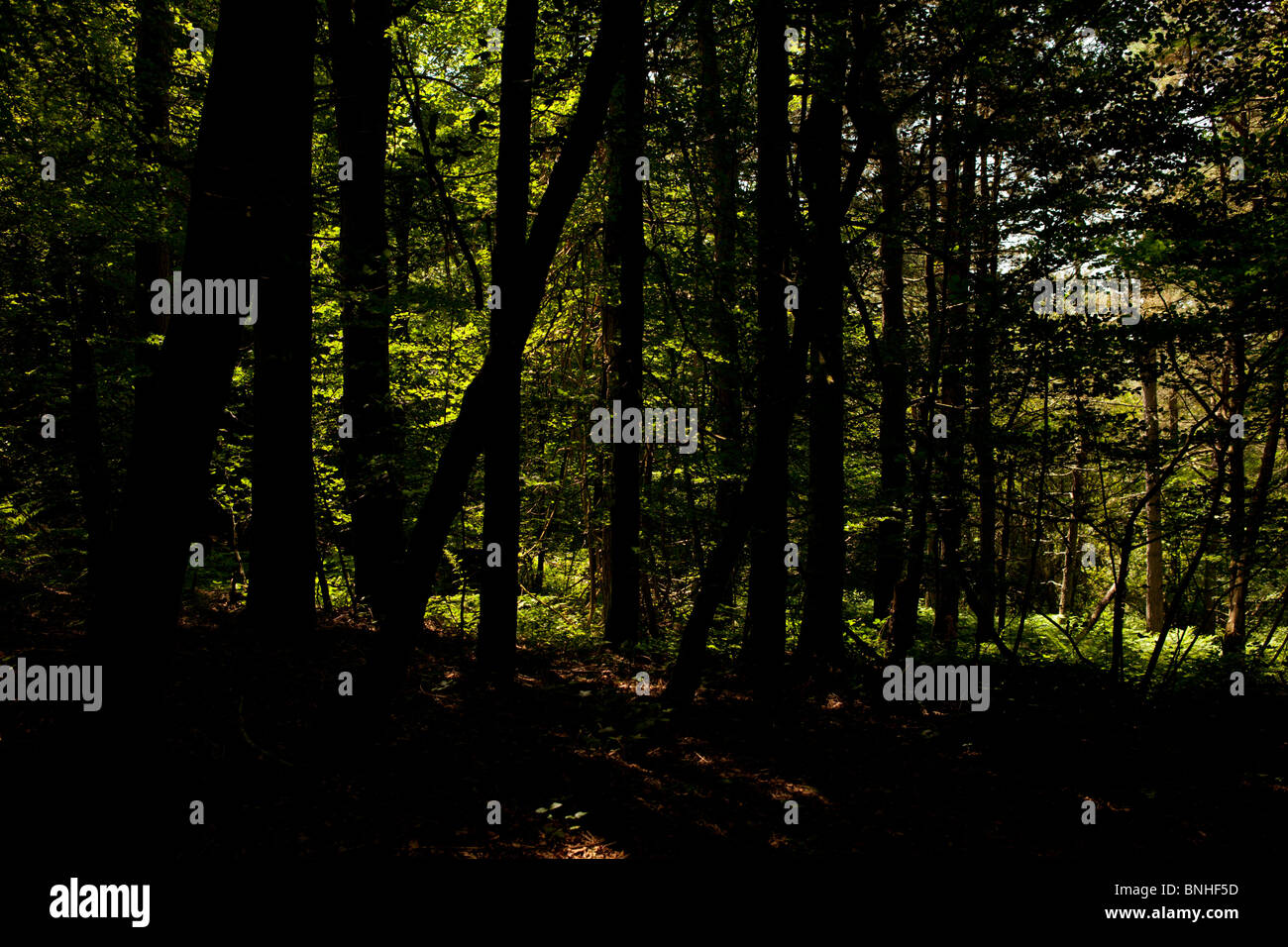 Trees illuminated by a patch of light in a shady forest Stock Photo - Alamy