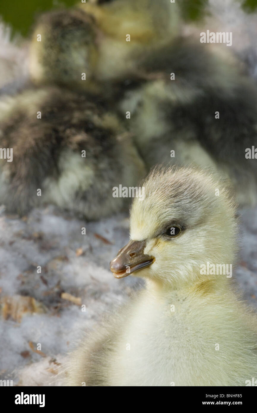Bar-headed Goose (Anser indicus). Just hatched gosling still in nest ...