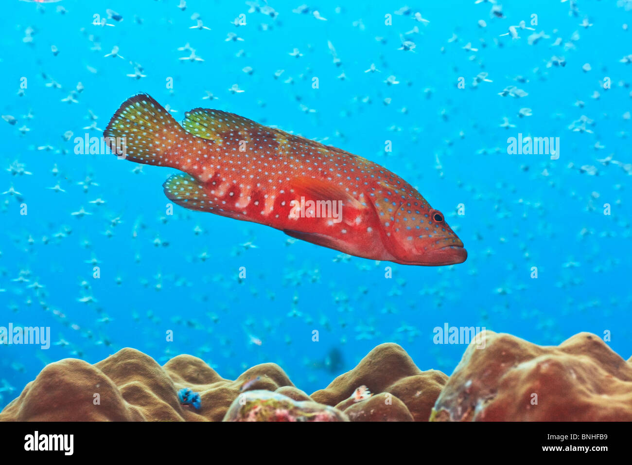 Red Grouper Underwater