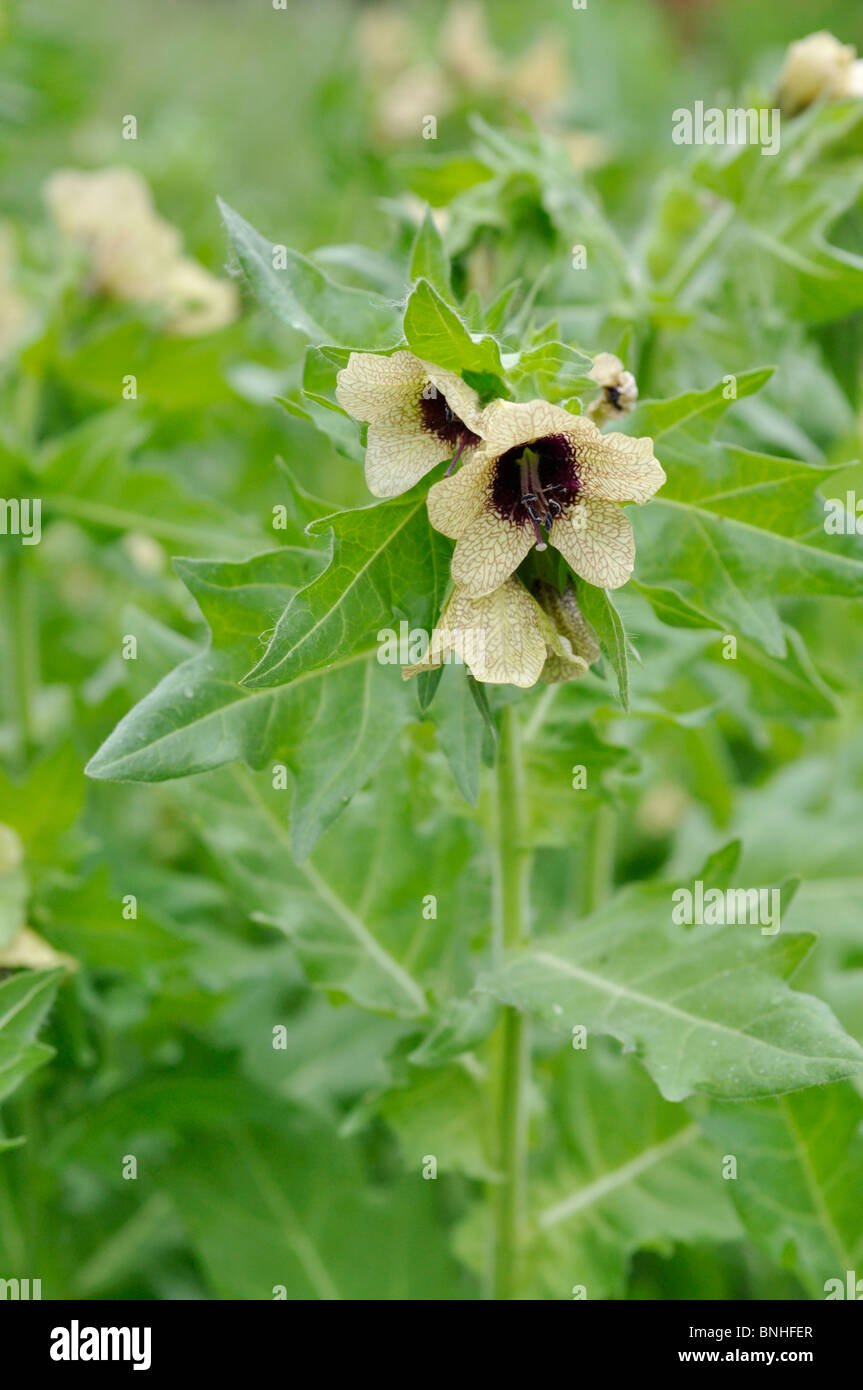 Black henbane hyoscyamus niger hi-res stock photography and images - Alamy