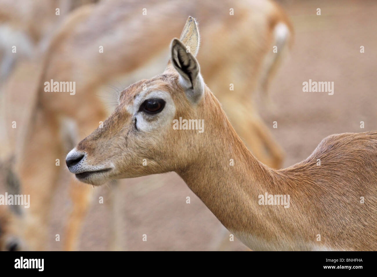 Black buck hi-res stock photography and images - Alamy