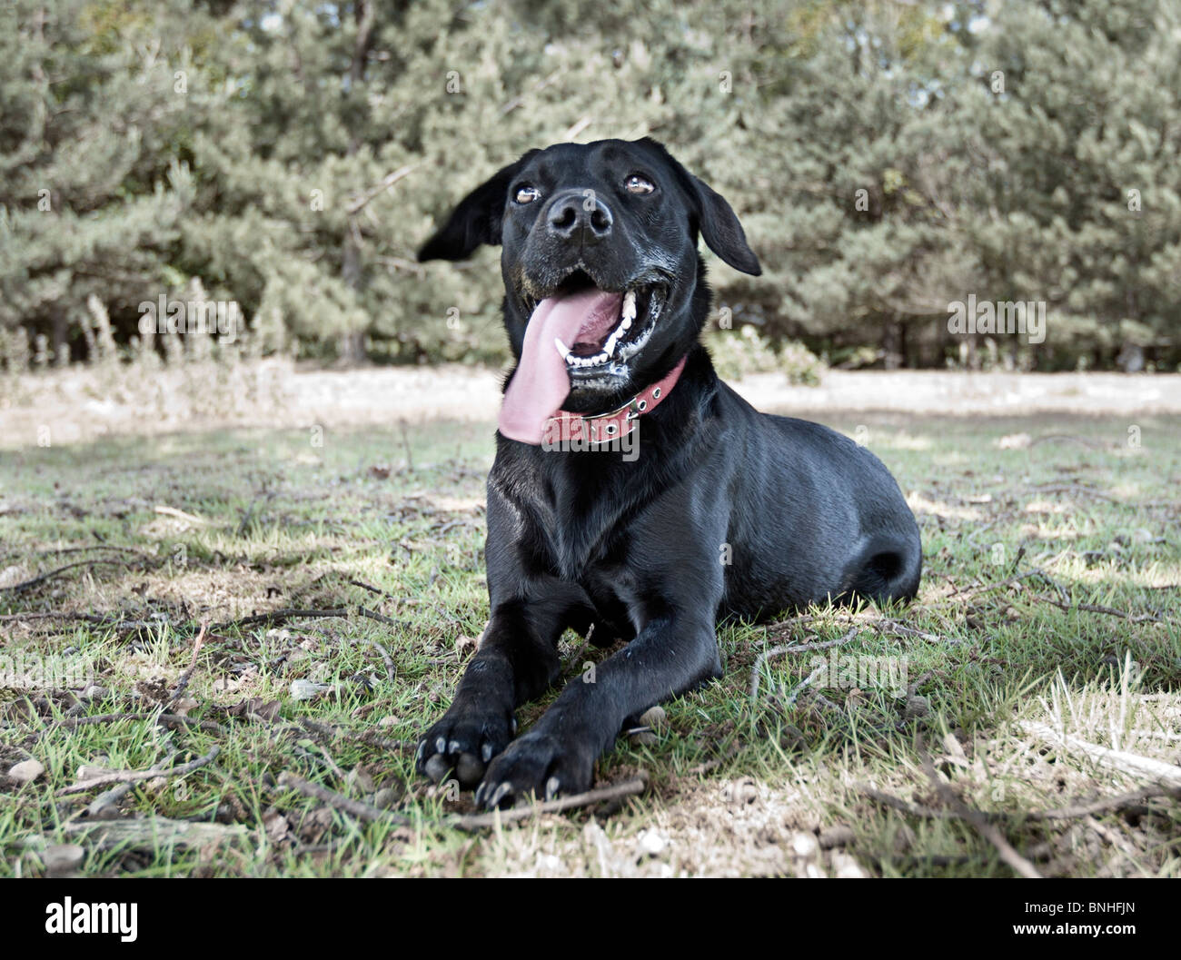 Shot of a Beautiful Black Labrador in the Countryside Stock Photo - Alamy