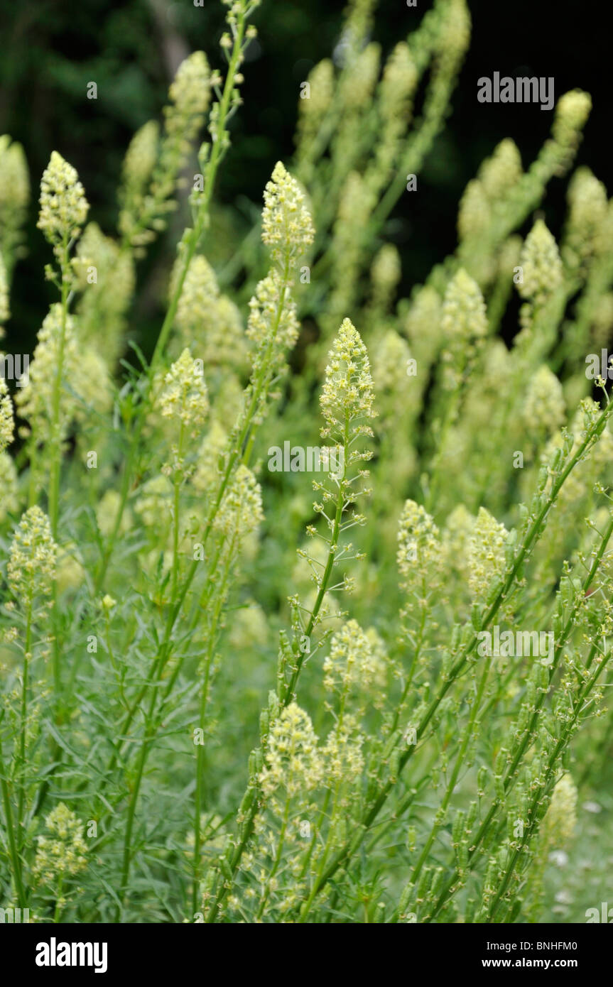 Yellow mignonette (Reseda lutea Stock Photo - Alamy