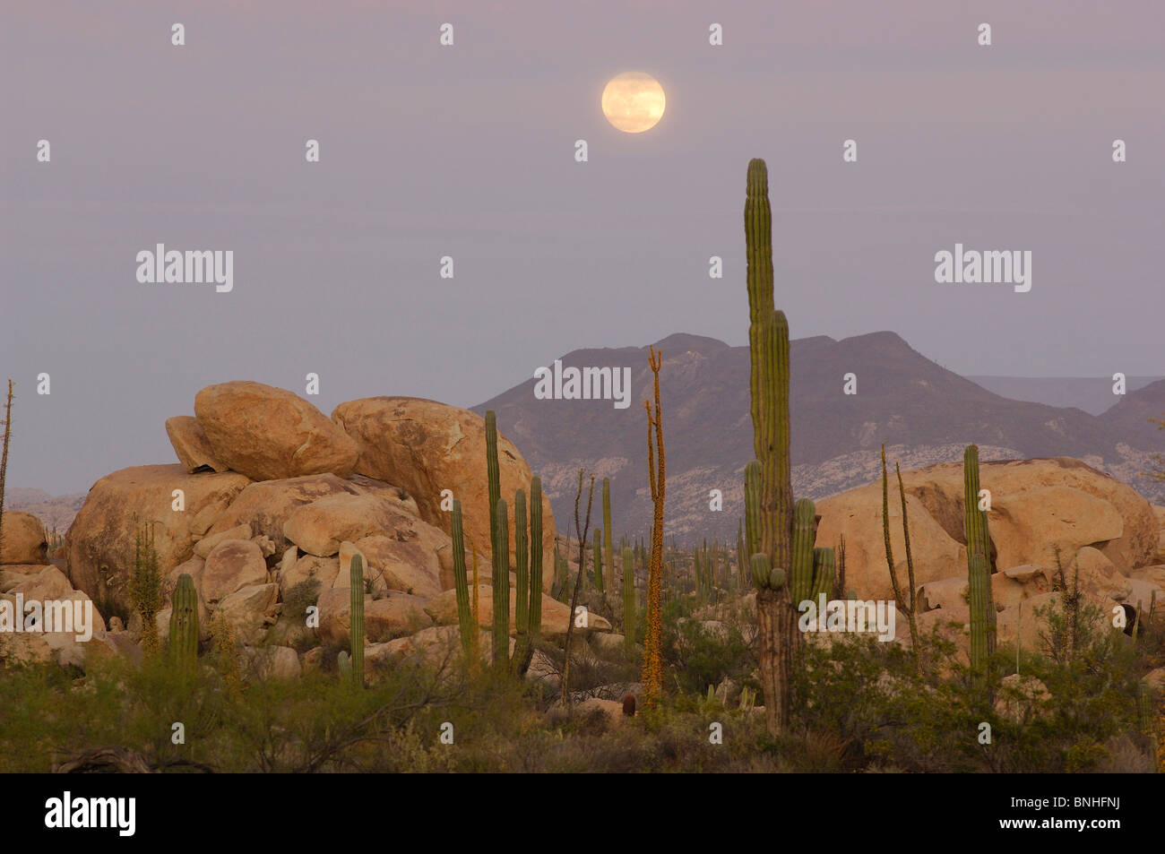 Mexico Catavinia Baja California Near Catavinia Boojum Tree Fouquieria ...