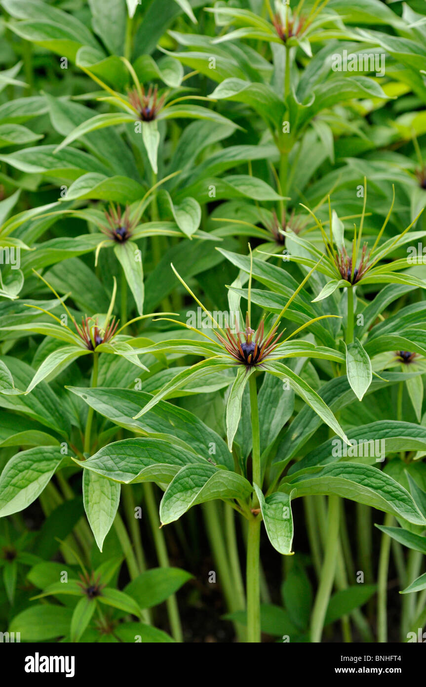 Flora of paris hi-res stock photography and images - Alamy
