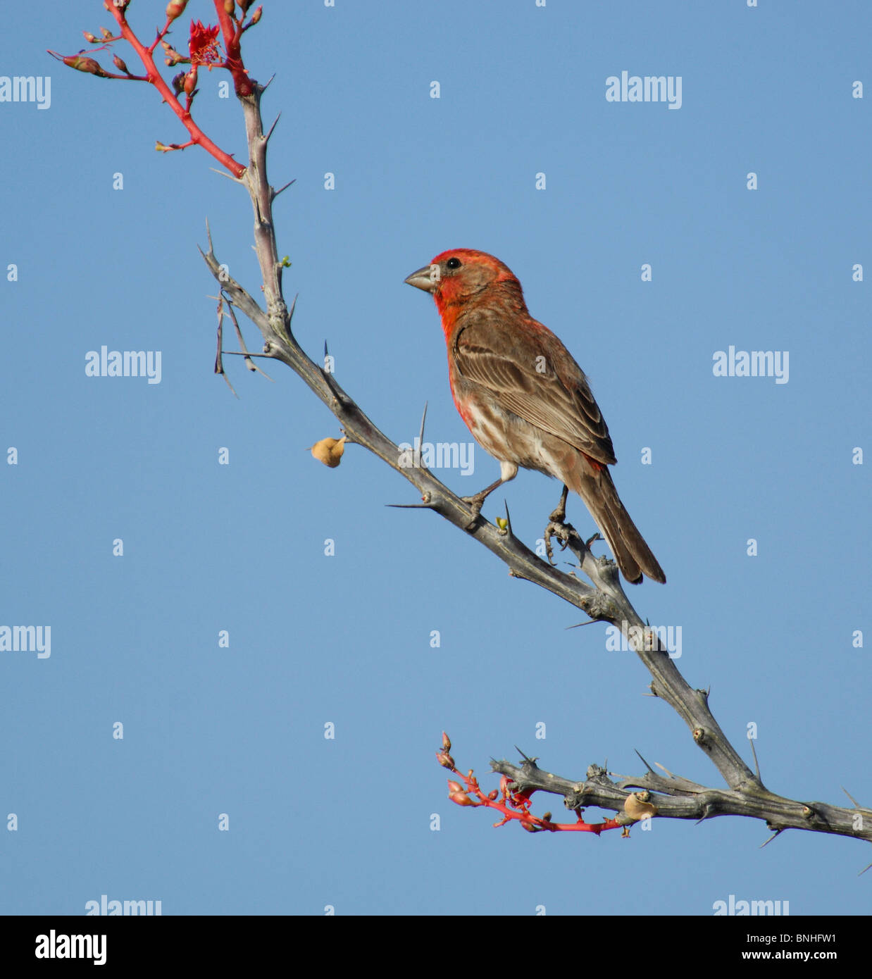 El Sargento High Resolution Stock Photography and Images - Alamy